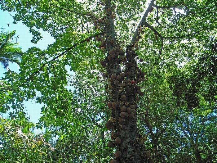 The Cannonball Tree | Amusing Planet